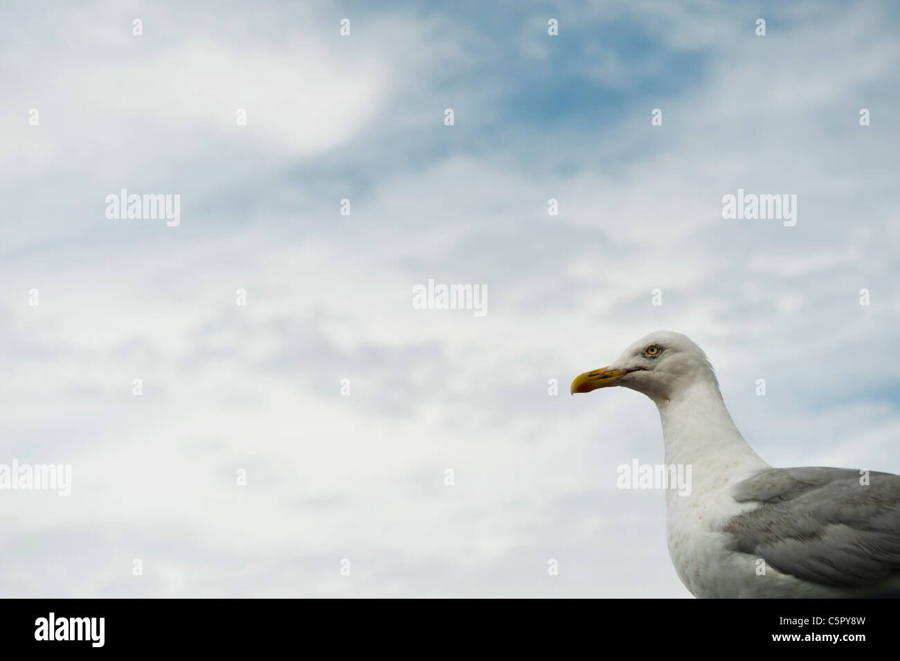 Aggressive seagull hi-res stock photography and images - Alamy