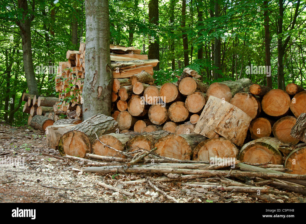 Pile of chopped woods in the green forest Stock Photo - Alamy