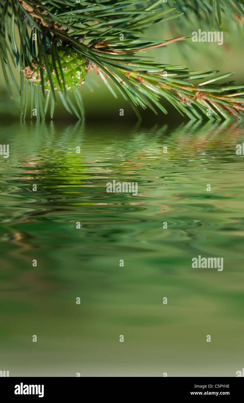 Pine branches and cone reflecting in the water. Forest close up ...