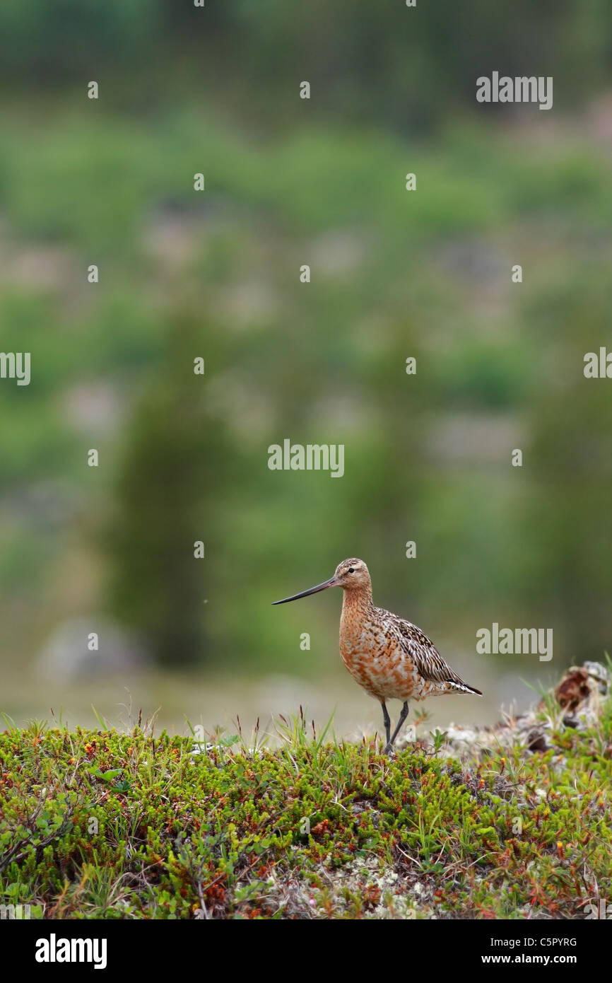 Bar-tailed Godwit male eclipse in tundra marsh Stock Photo - Alamy