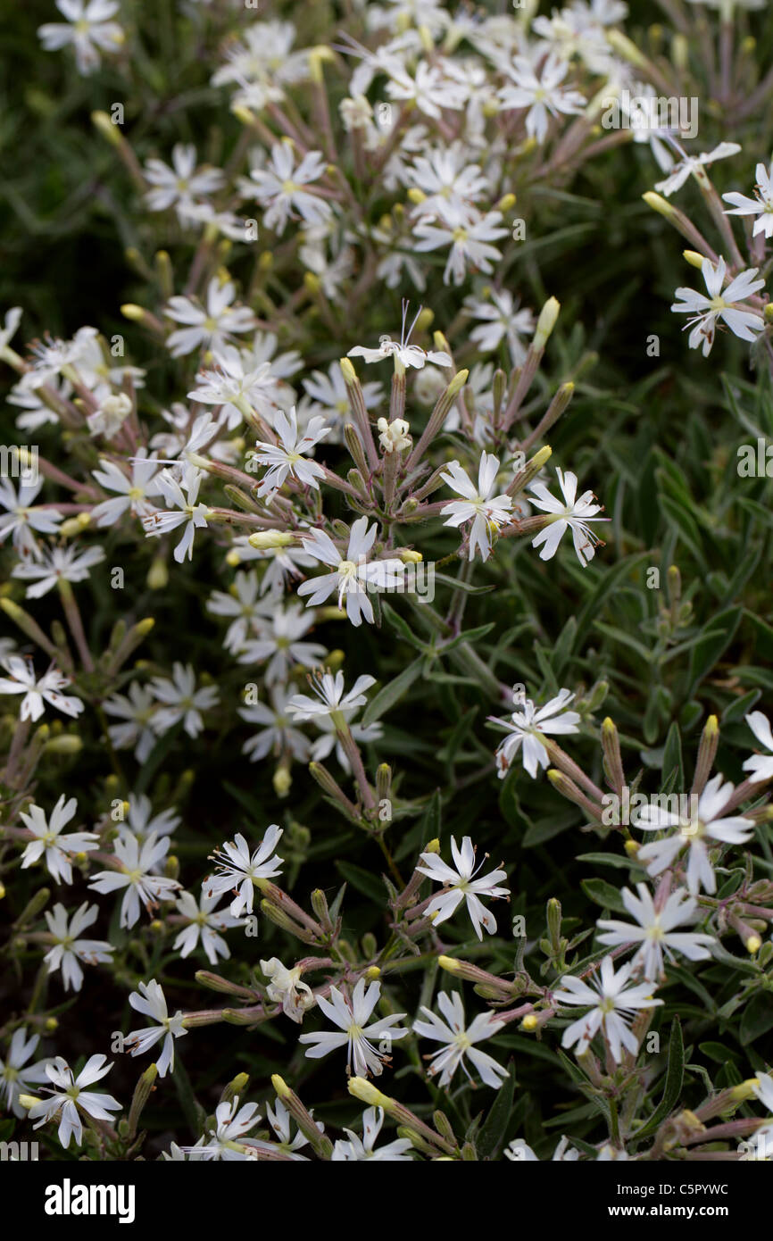 Caryophyllaceae hi-res stock photography and images - Alamy