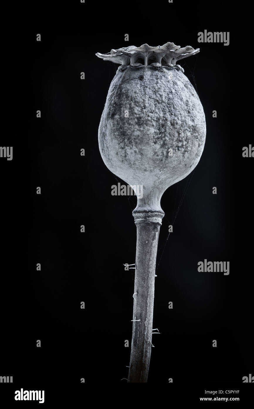 Dead poppy head hi-res stock photography and images - Alamy