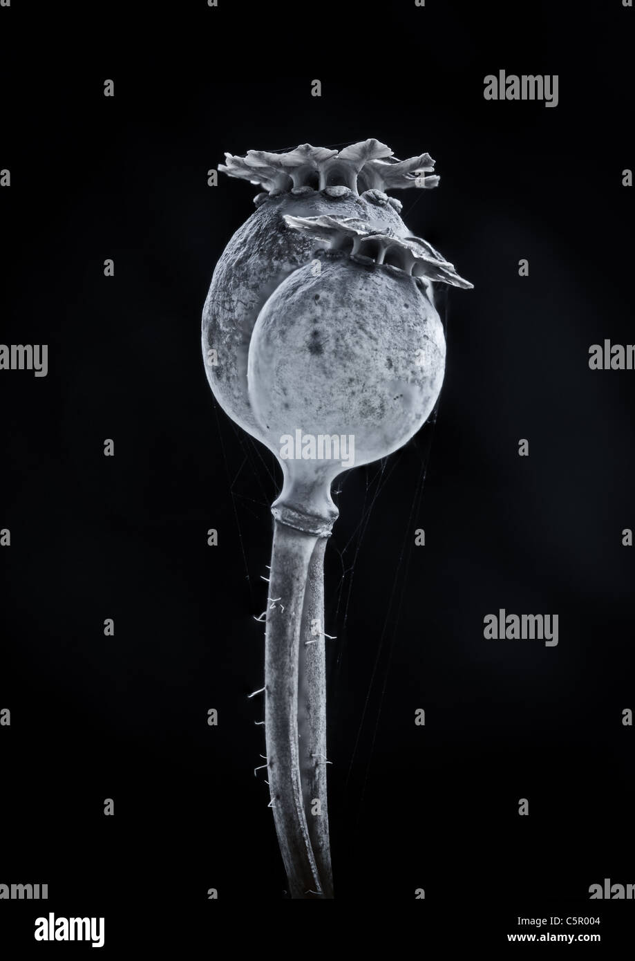 Dead poppy head hi-res stock photography and images - Alamy