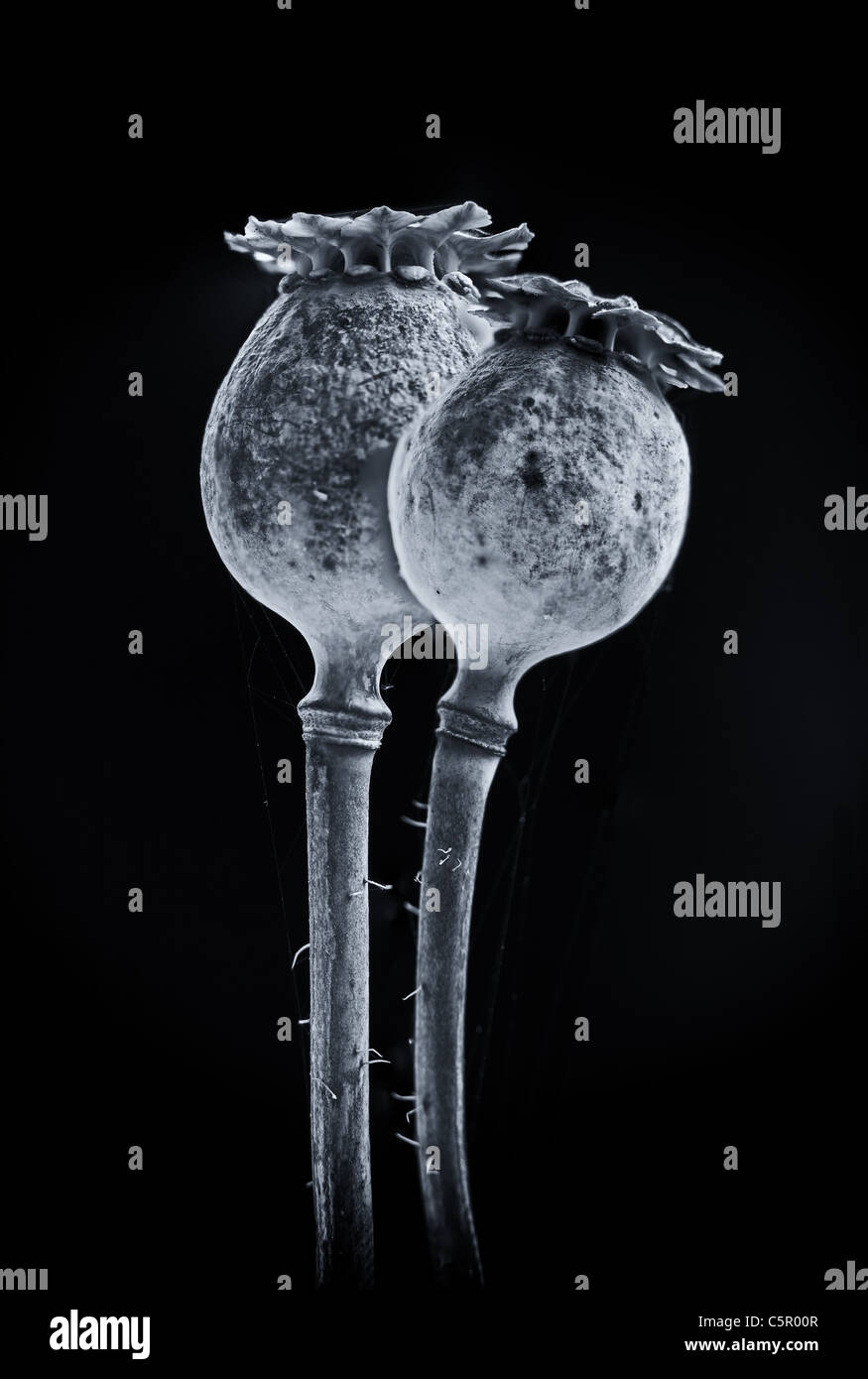 Dead poppy head hi-res stock photography and images - Alamy