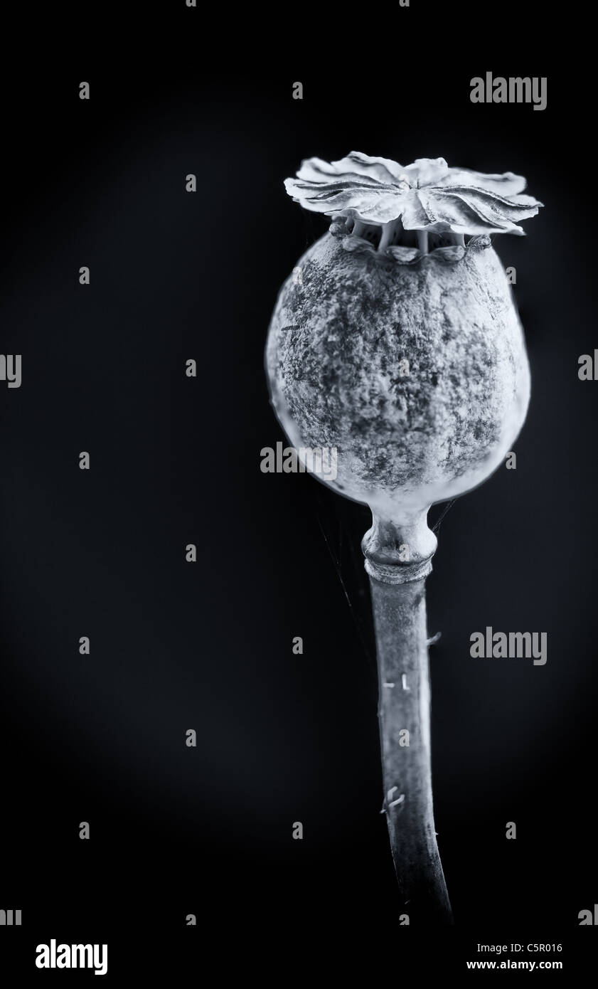 Dead poppy head hi-res stock photography and images - Alamy