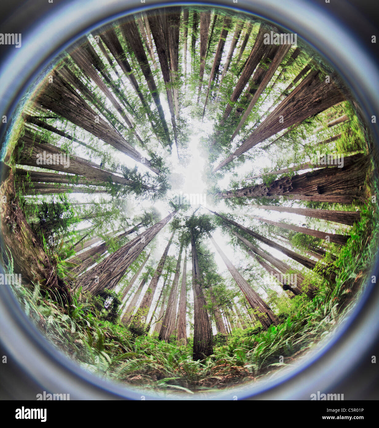 Fisheye image of giant Redwood trees on the Boy Scout Tree Trail ...