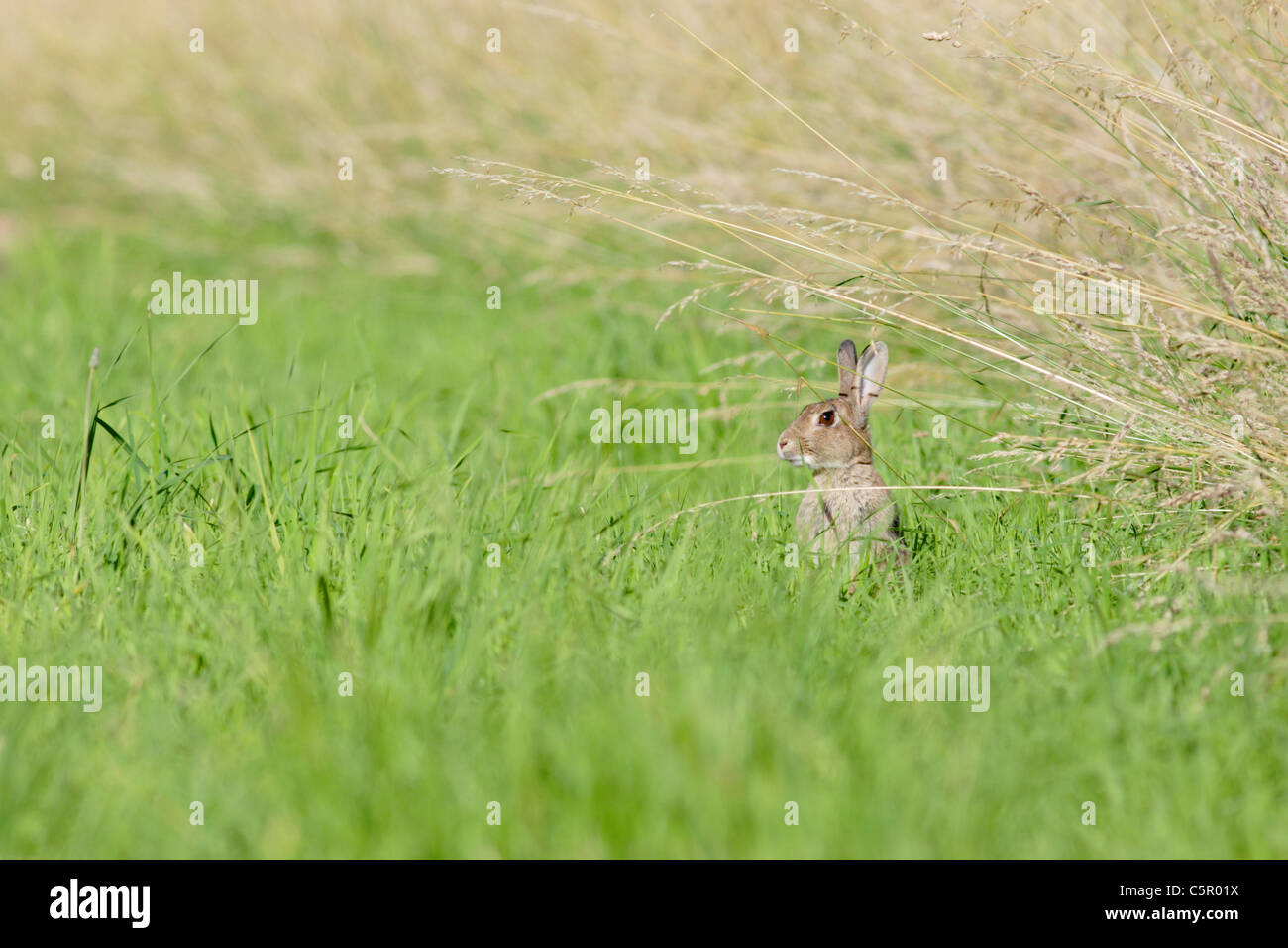 Wild Rabbit Uk Stock Photos & Wild Rabbit Uk Stock Images - Alamy