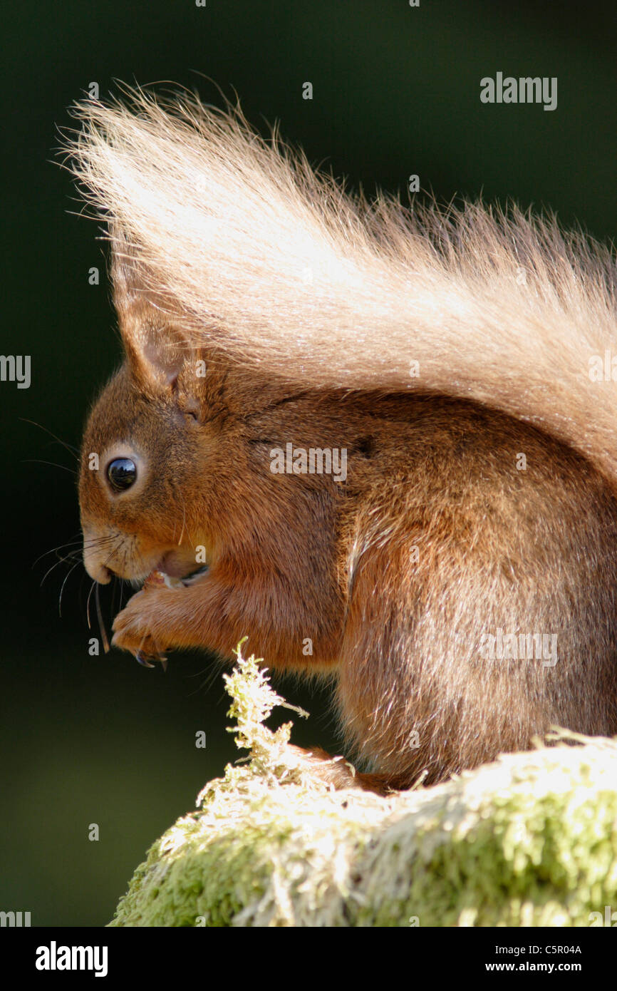 Red Squirrel (Sciurus Vulgaris) eating hazelnut, early spring, North ...