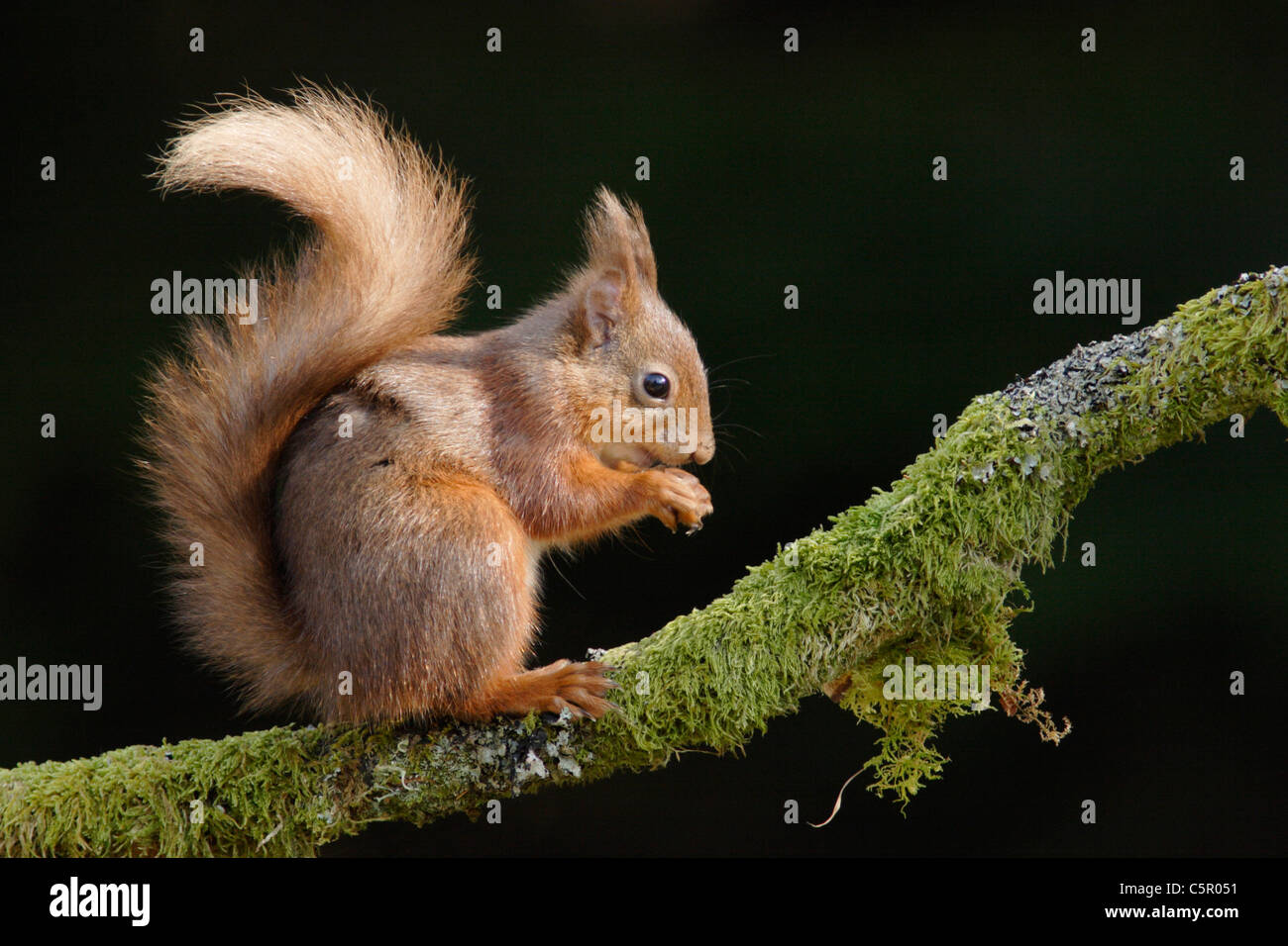Red squirrel uk hi-res stock photography and images - Alamy