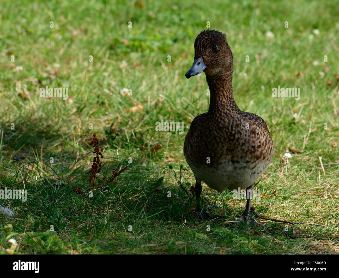 Duckling play hi-res stock photography and images - Alamy