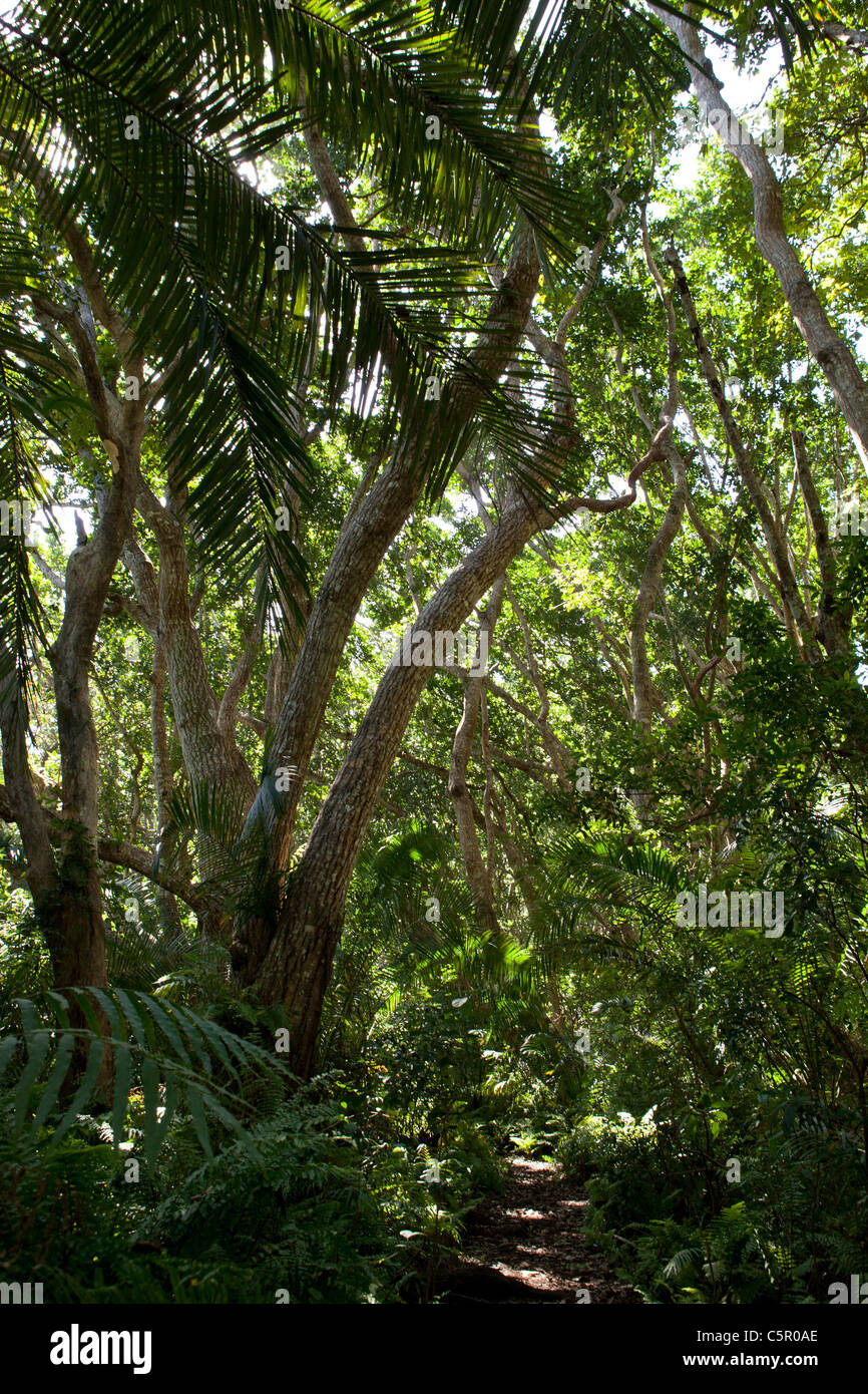 Jozani forest in zanzibar island hi-res stock photography and images ...