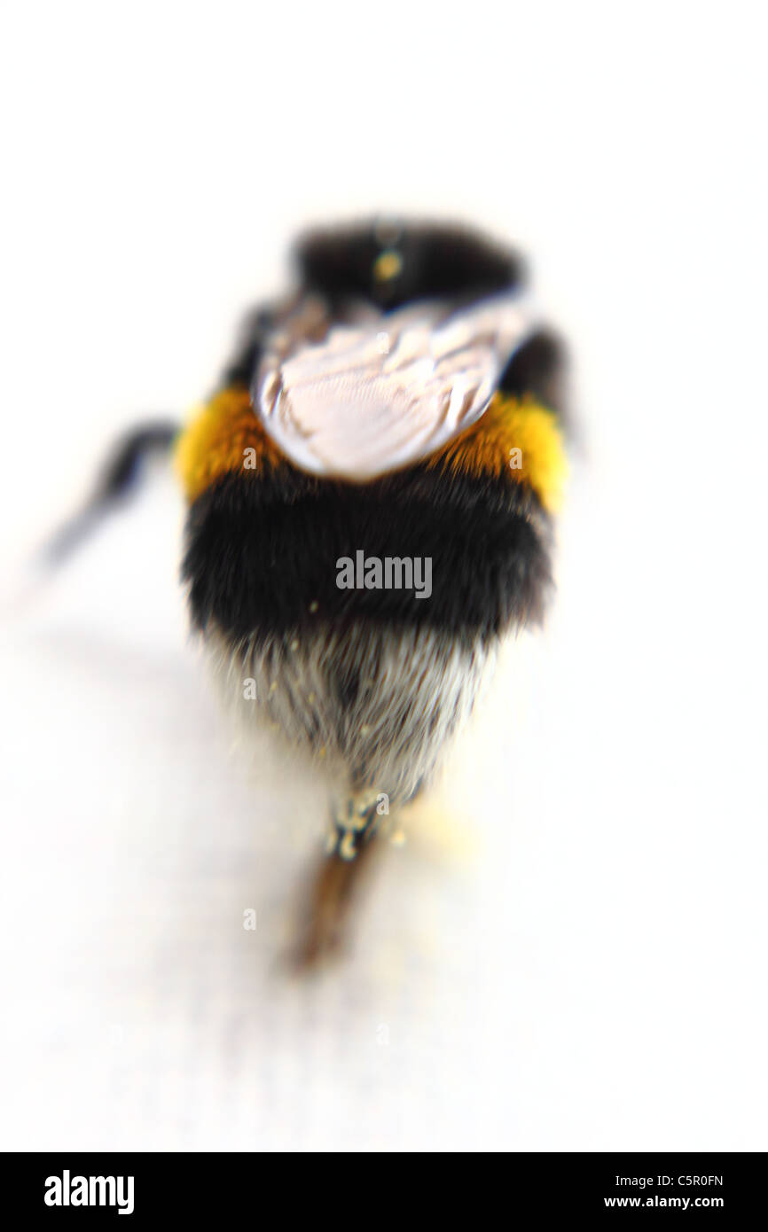 Close up black bumblebee Cut Out Stock Images & Pictures - Alamy