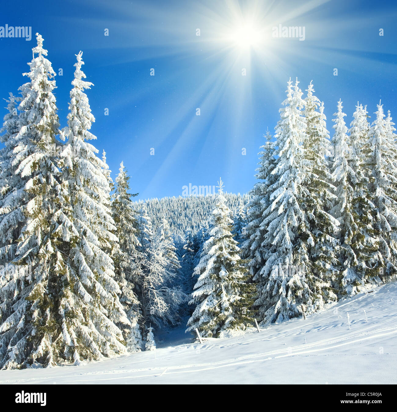 winter calm mountain landscape with rime and snow covered spruce trees ...