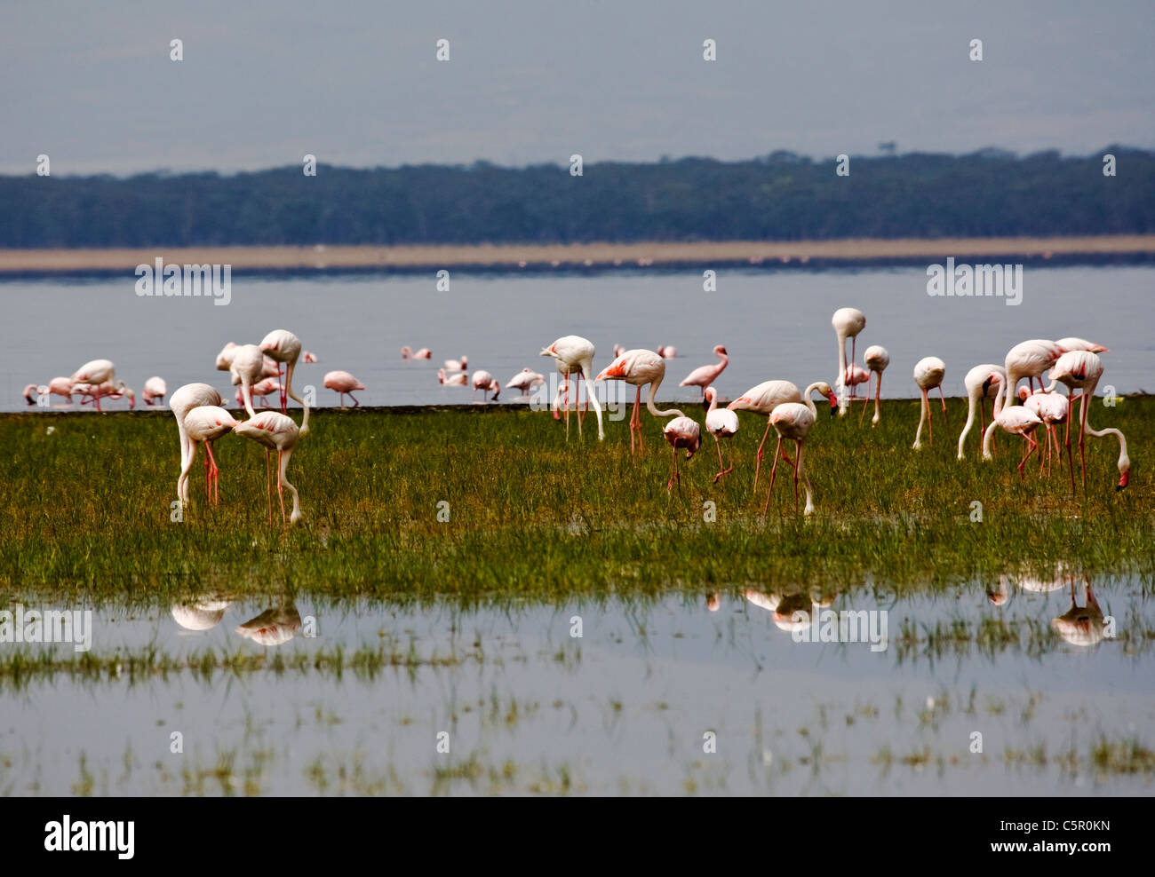 Africa flamingo hi-res stock photography and images - Alamy