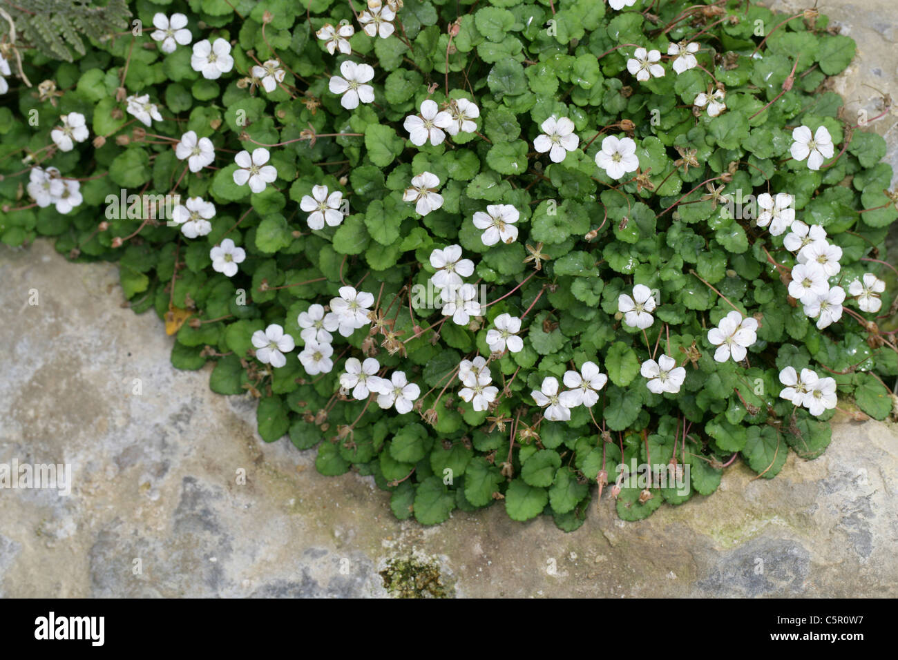White Stork's Bill, Erodium reichardii "Album", Geraniaceae. Balearic ...