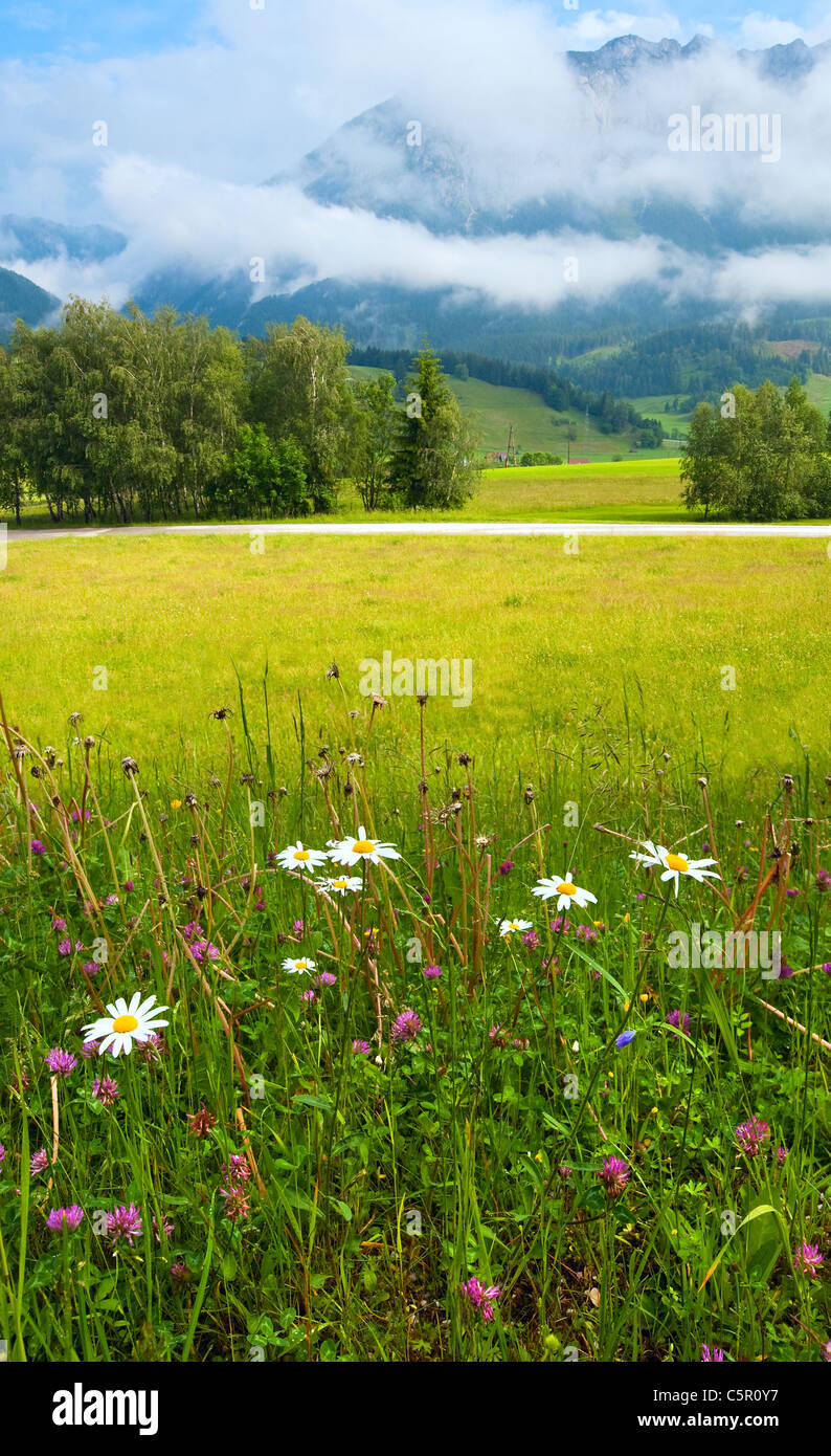 Grass clover meadow mountain hi-res stock photography and images - Alamy