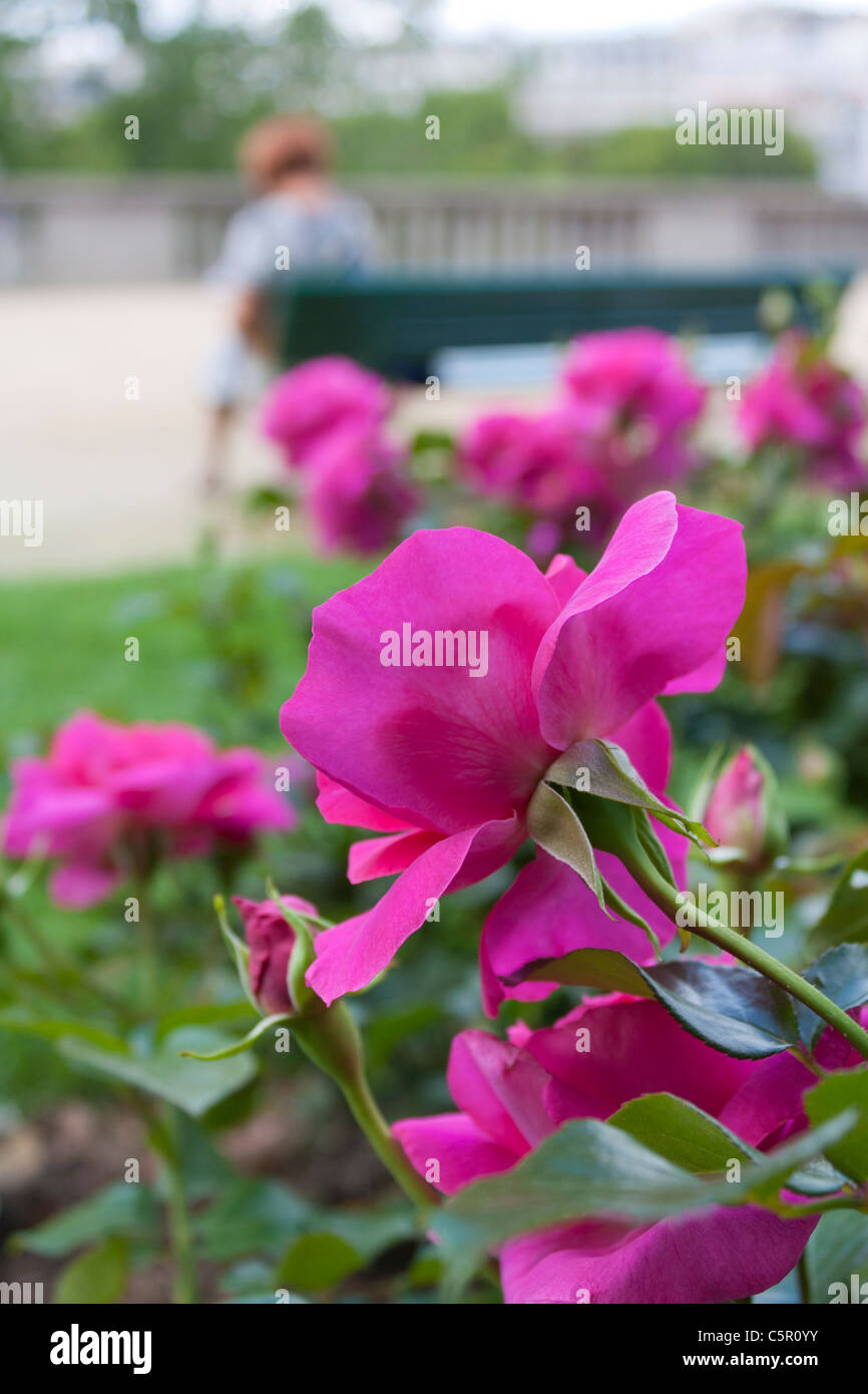 Roses on garden, Paris, France Stock Photo - Alamy