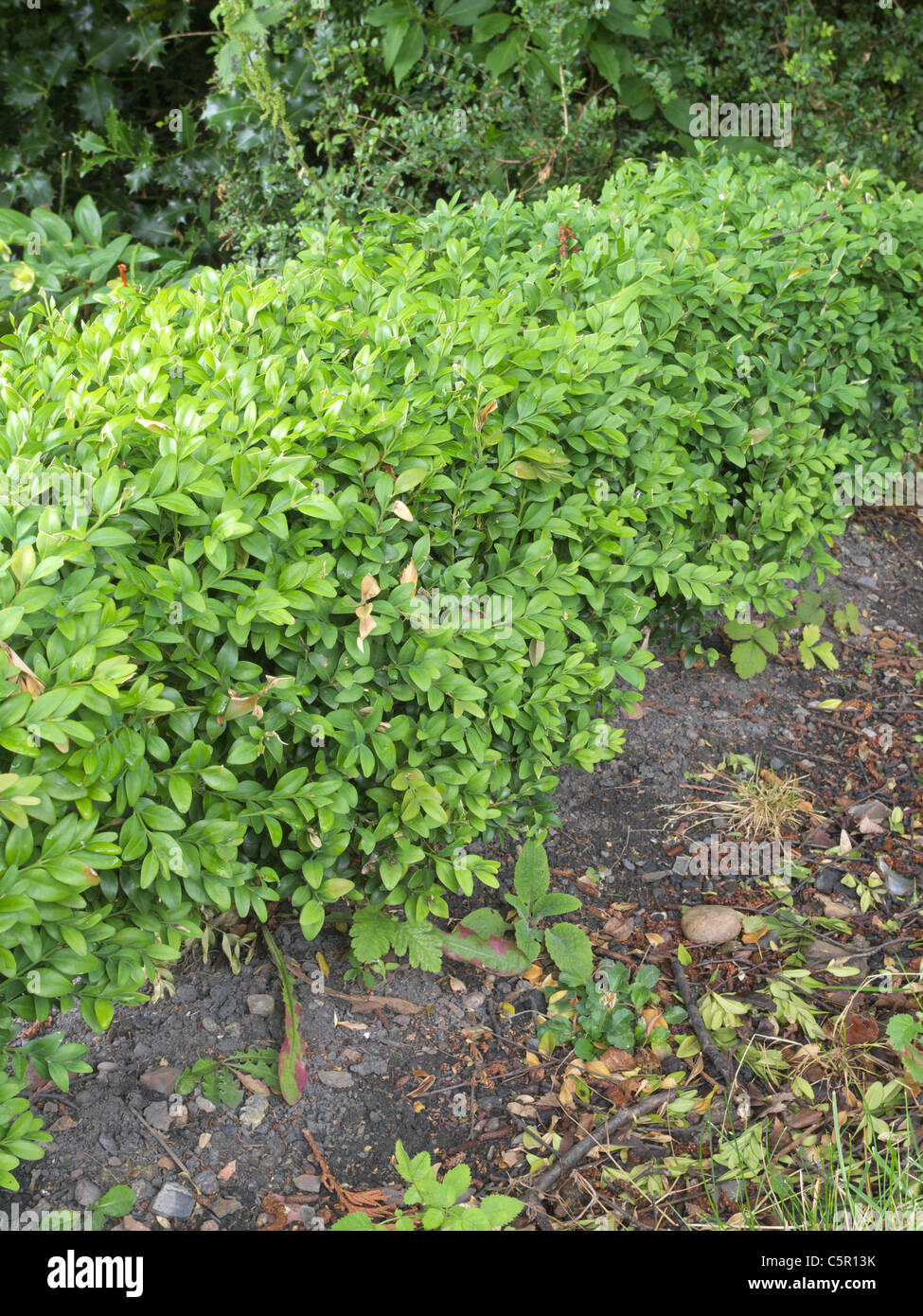 Box hedges hi-res stock photography and images - Alamy