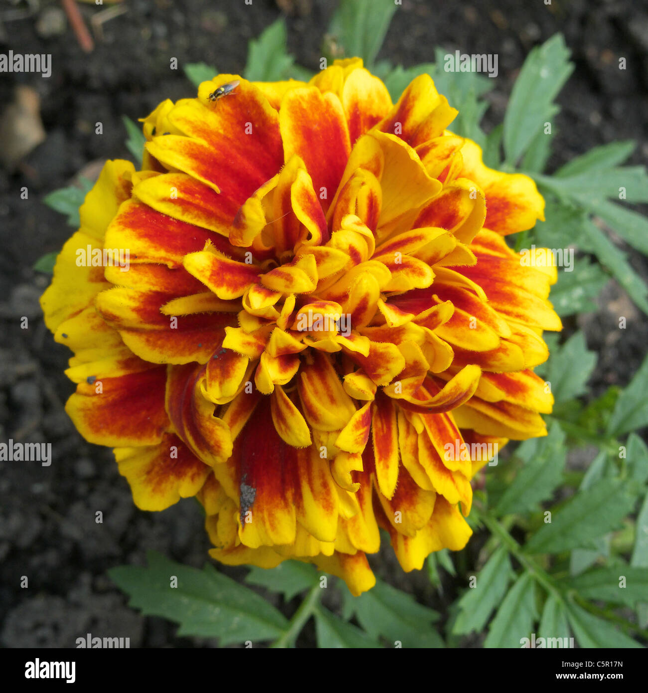 Close up of a French Marigold Plant ( Tagetes patula )in Flower Stock ...