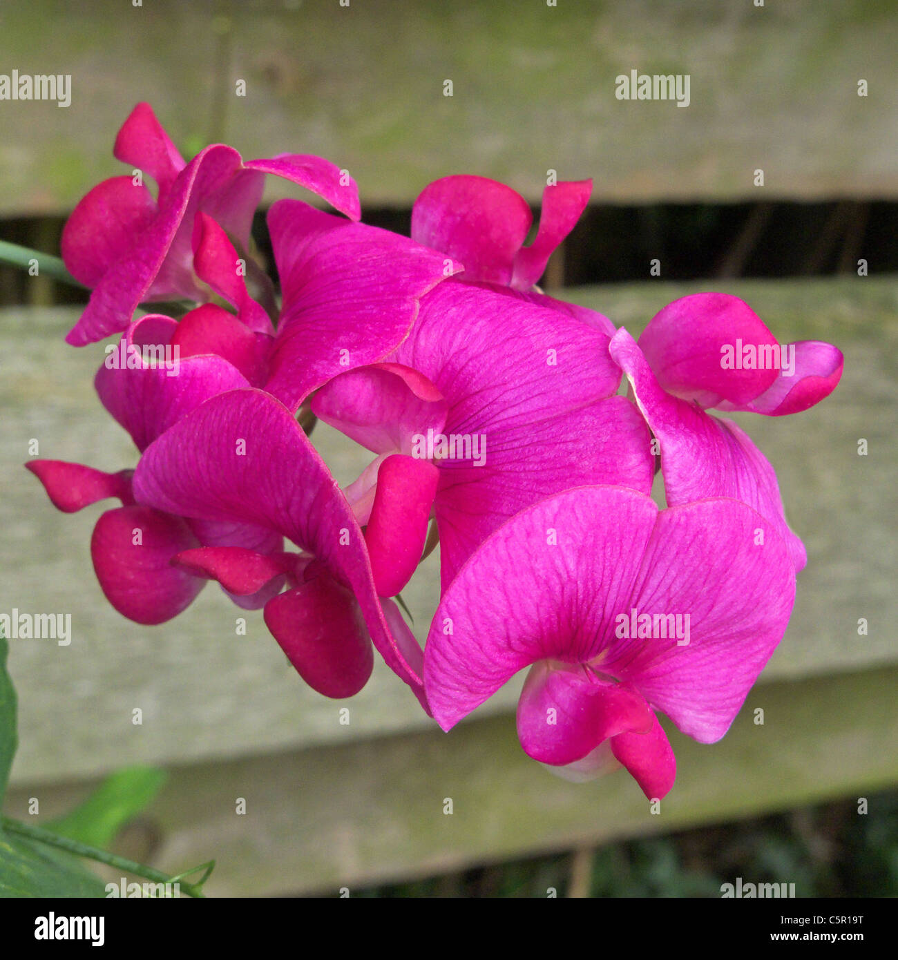 Everlasting Perennial Pea ( Lathyrus latifolius ), UK Stock Photo - Alamy