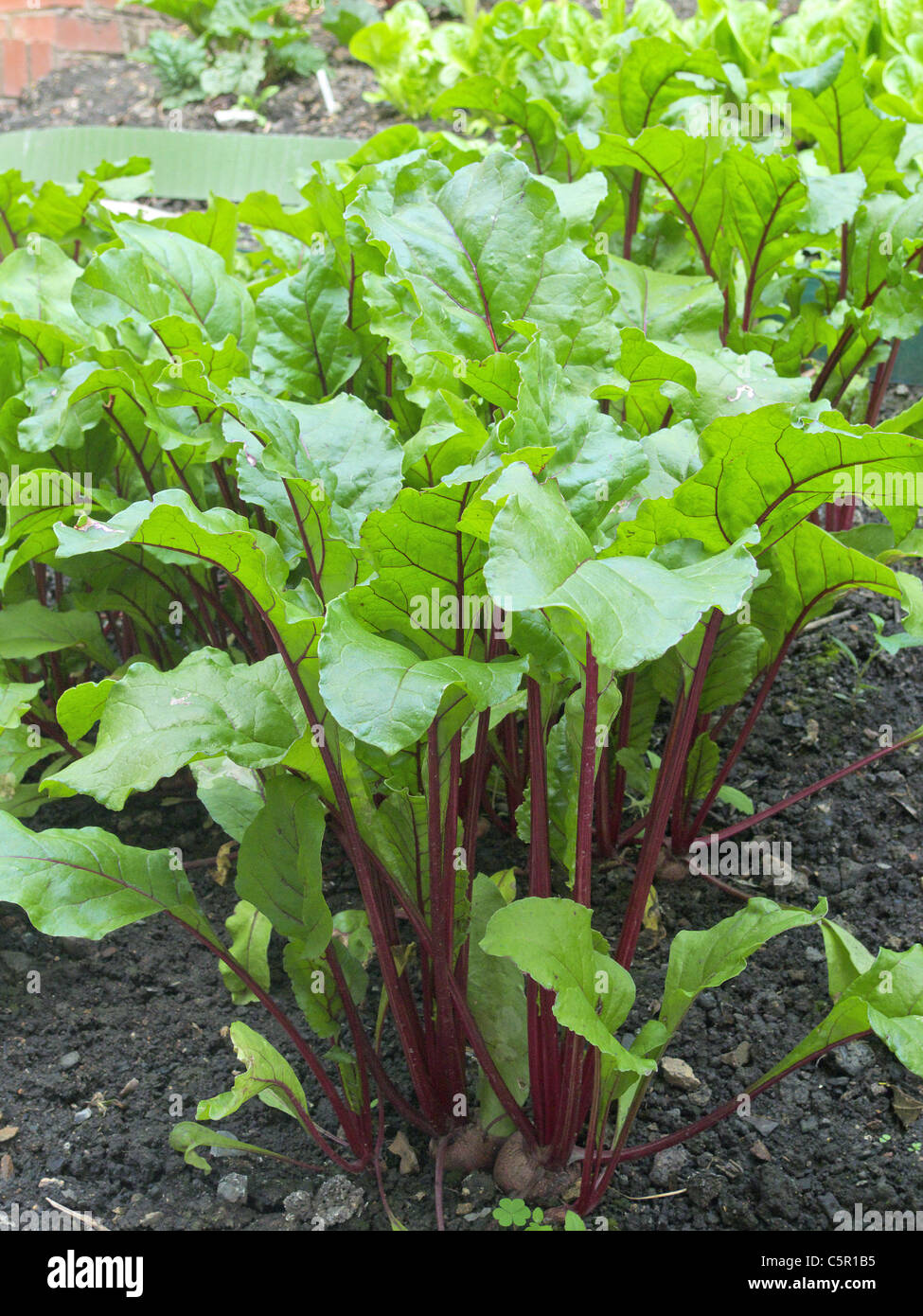 Beetroot growing united kingdom hi-res stock photography and images - Alamy