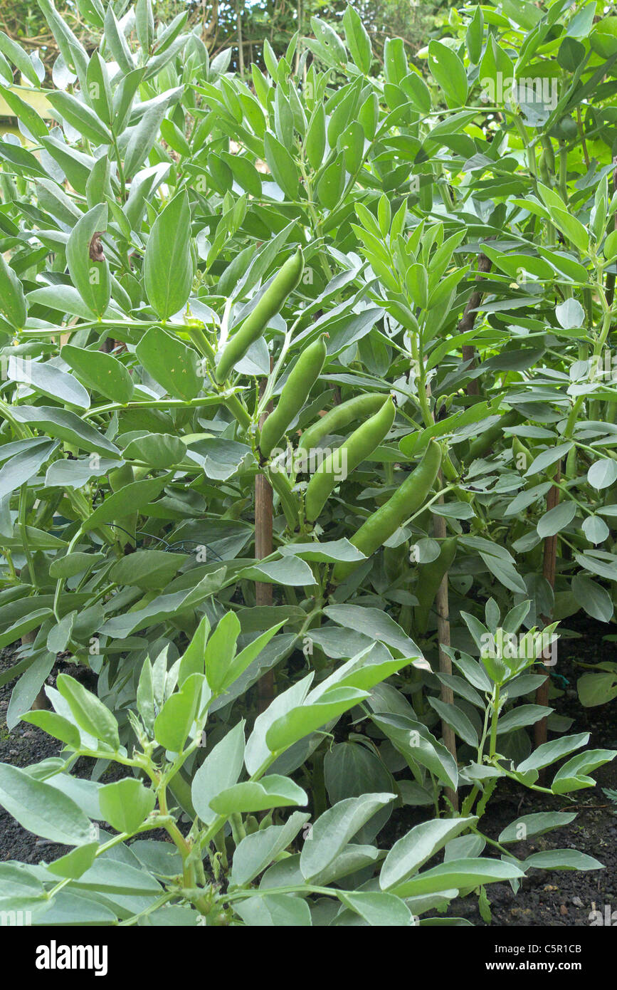Broad Bean Plants ( Vicia faba cultivar ) Growing in Summer, UK Stock ...