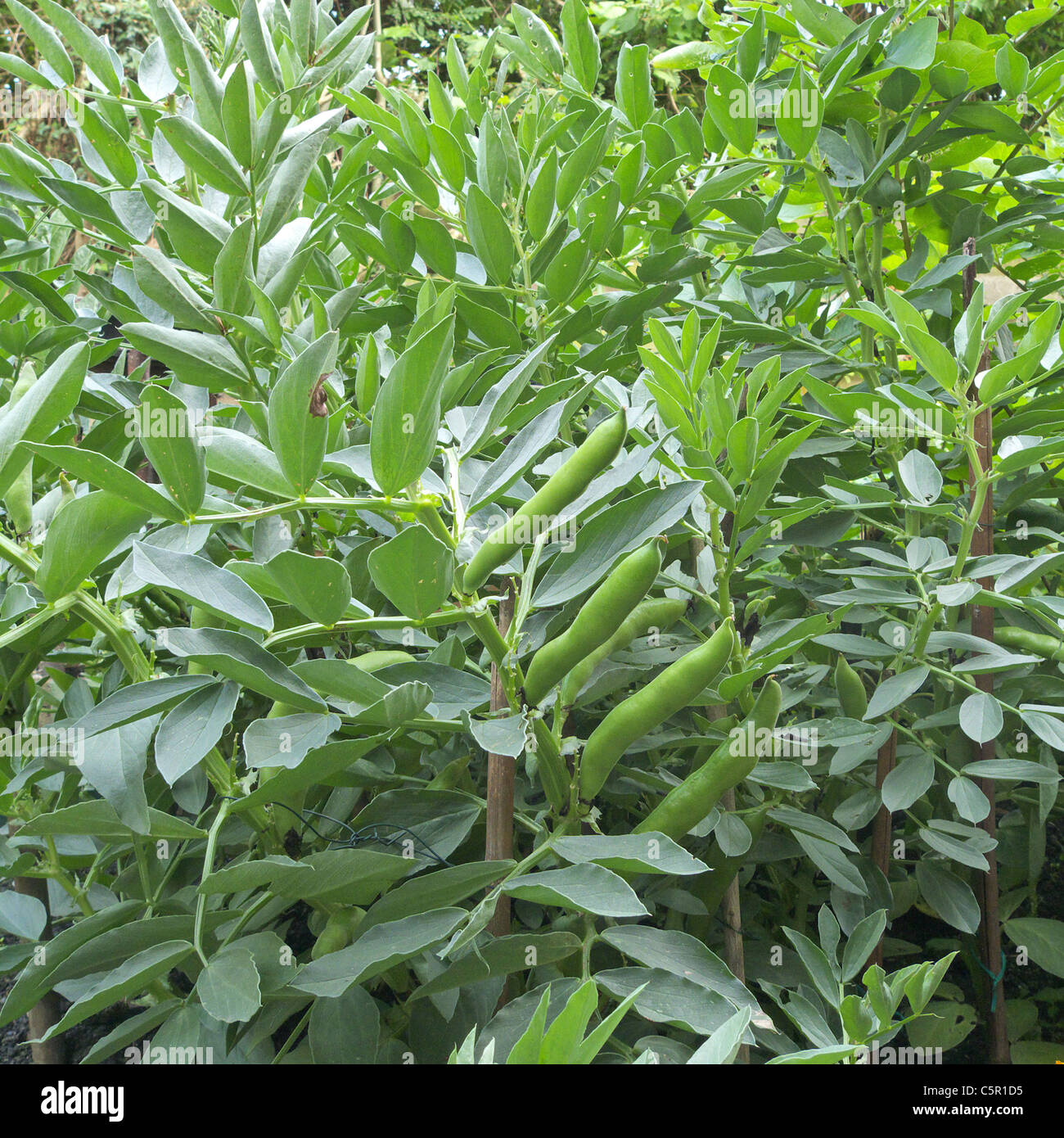 Broad Bean Plants ( Vicia faba cultivar ) Growing in Summer, UK Stock ...