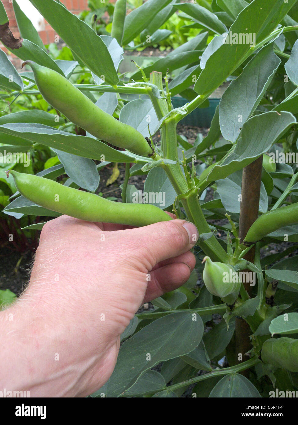 Caucasian Adult Male picking Broad Beans ( Vicia faba ), UK MODEL ...