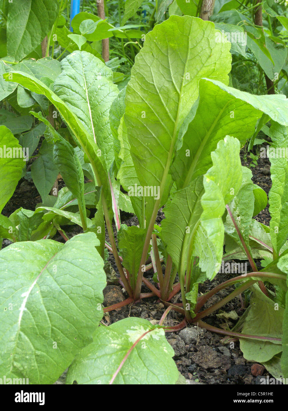 Chinese Radish F1 Dragon Hybrid growing in a garden in summer, UK Stock ...