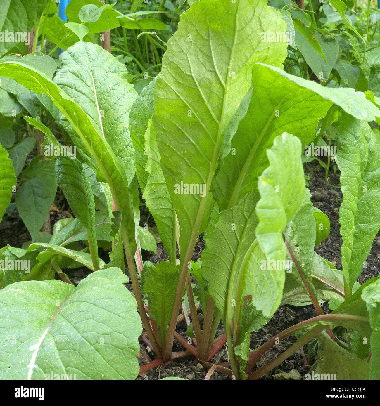 Chinese Radish F1 Dragon Hybrid growing in a garden in summer, UK Stock ...