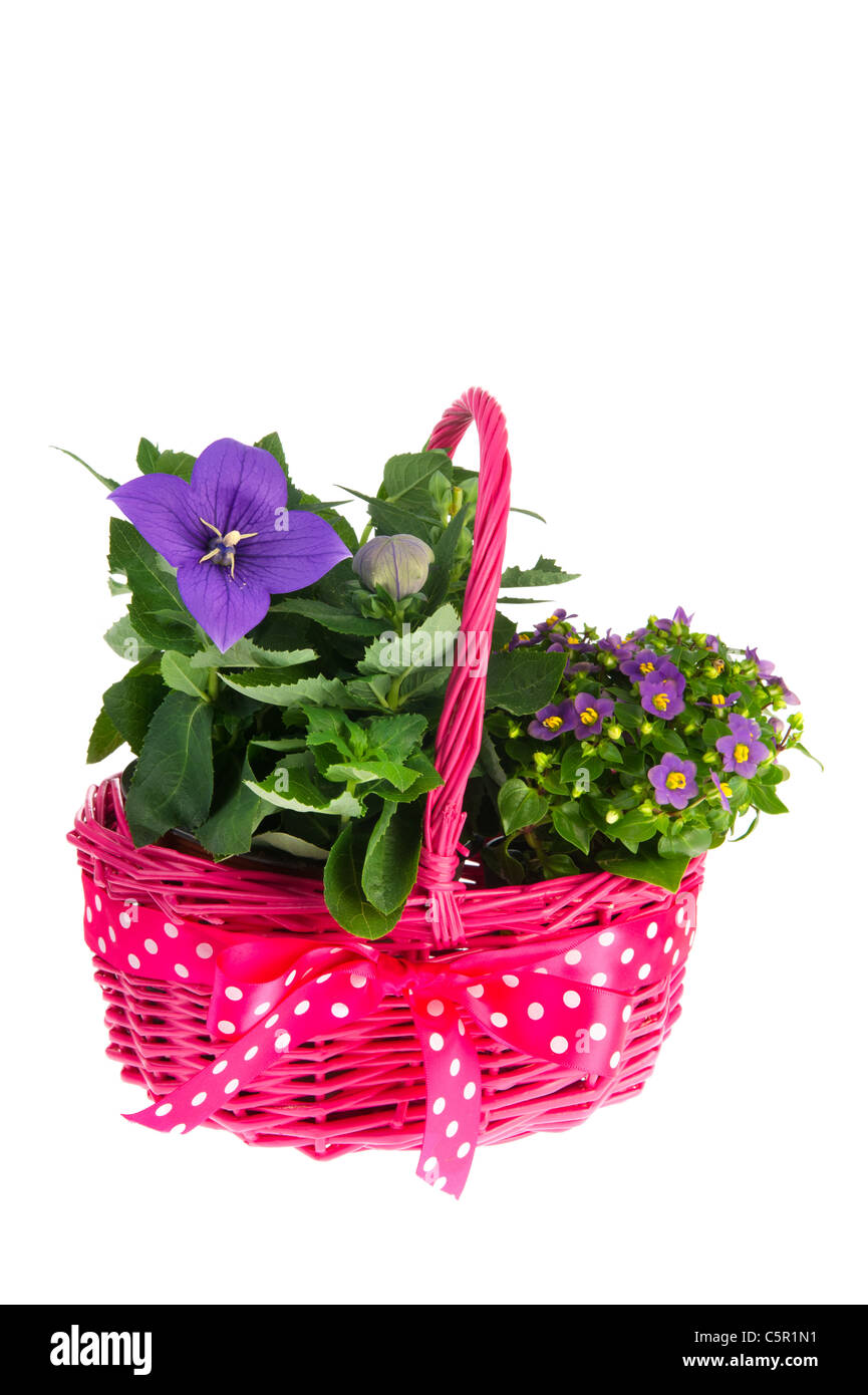 Pink basket with ribbon and plants with blue flowers Stock Photo - Alamy
