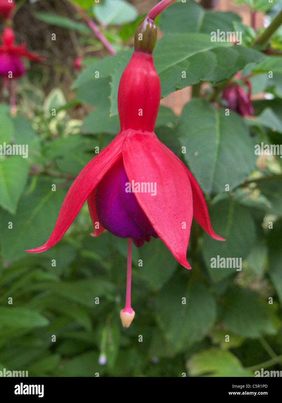 Hardy fuchsia hi-res stock photography and images - Alamy