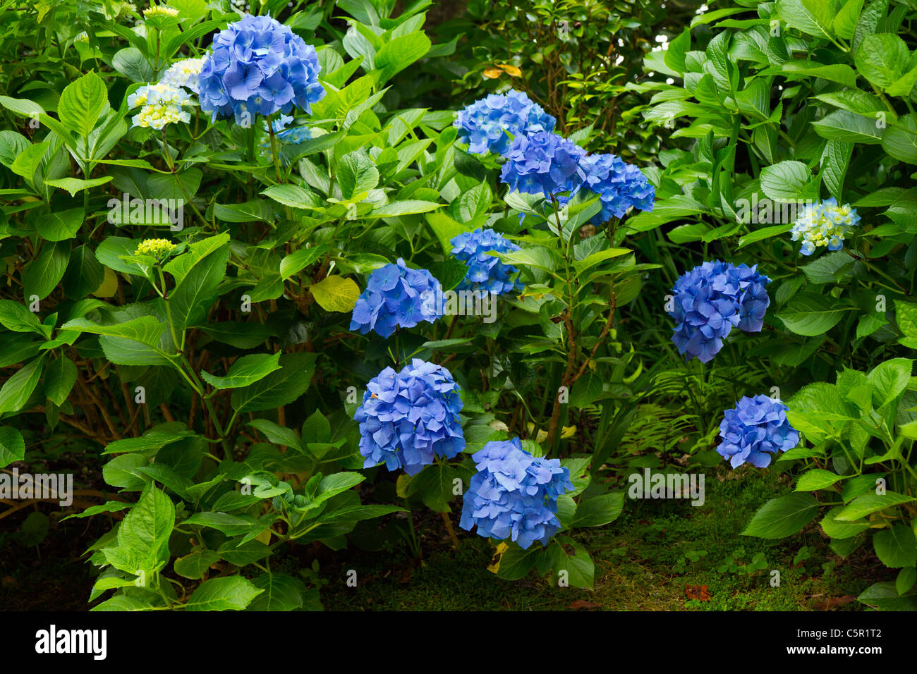 Blue Hydrangea flowers in São Miguel island, Azores Stock Photo - Alamy