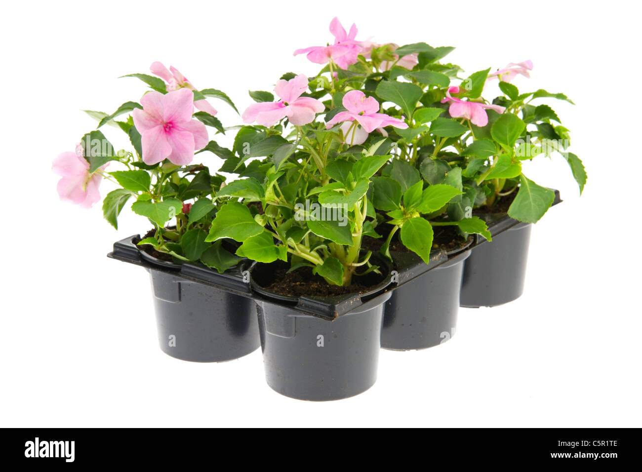 Black plastic tray with pink Busy Lizzy plants for the garden Stock ...