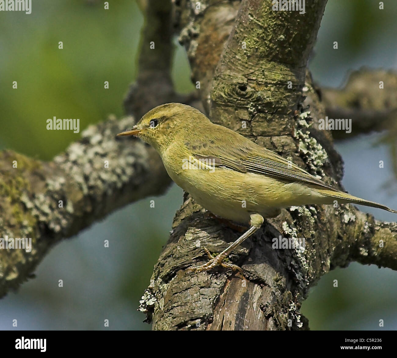 Willow Warbler, Phylloscopus trochilus Stock Photo - Alamy