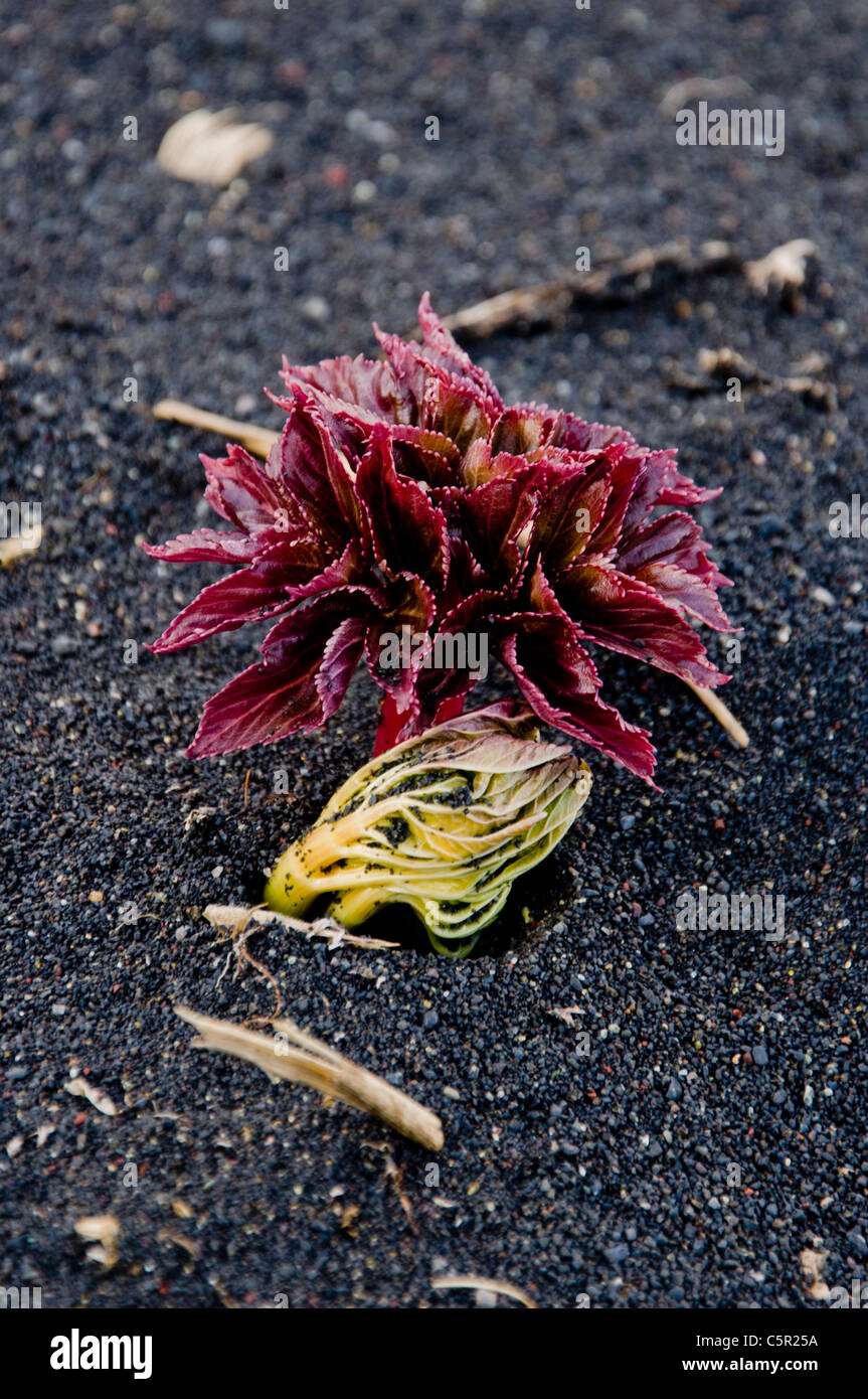 Red flower (unidentified) on volcanic beach, Vik, Iceland Stock Photo ...