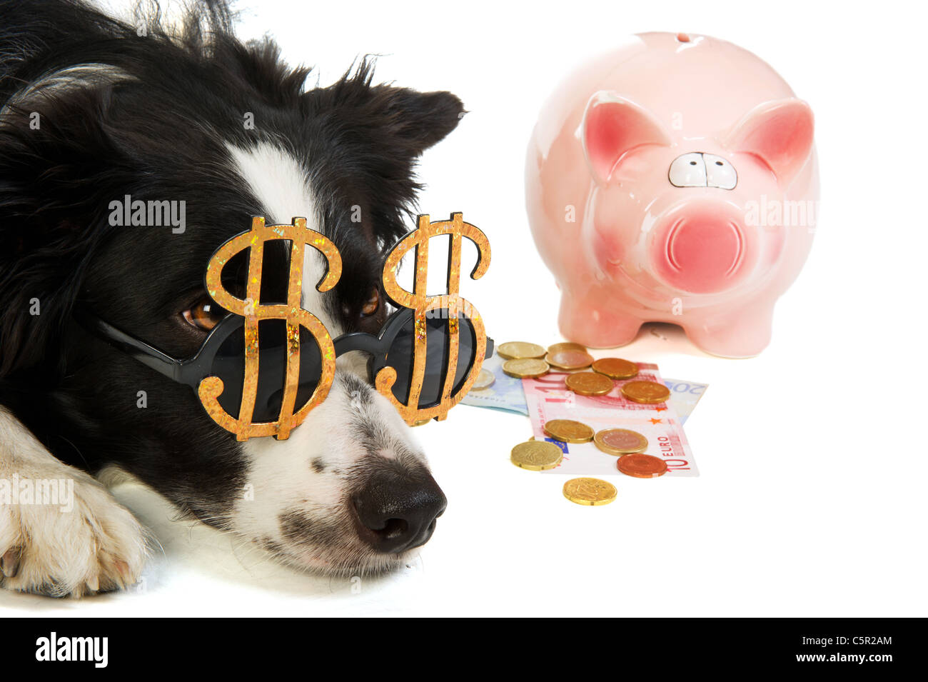 Portrait of a dog with dollar sunglasses and a piggy bank Stock Photo ...