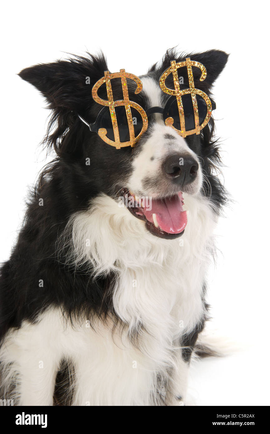 Portrait of a dog with dollar sunglasses Stock Photo - Alamy