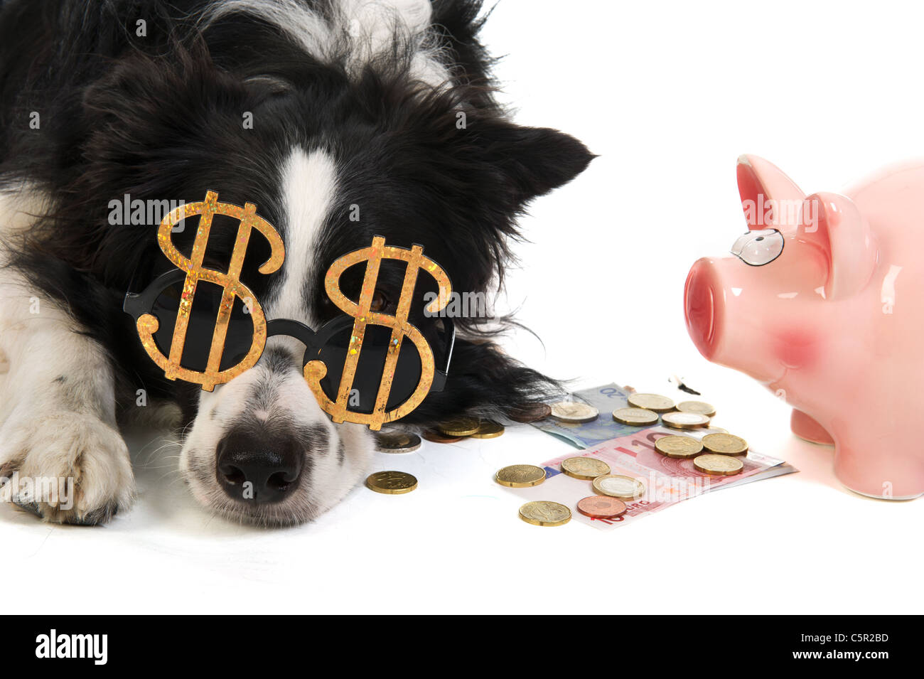 Dollar dog hi-res stock photography and images - Alamy