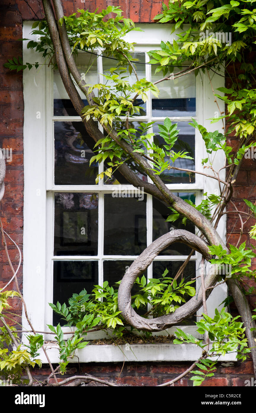 Twisted tree vine hi-res stock photography and images - Alamy