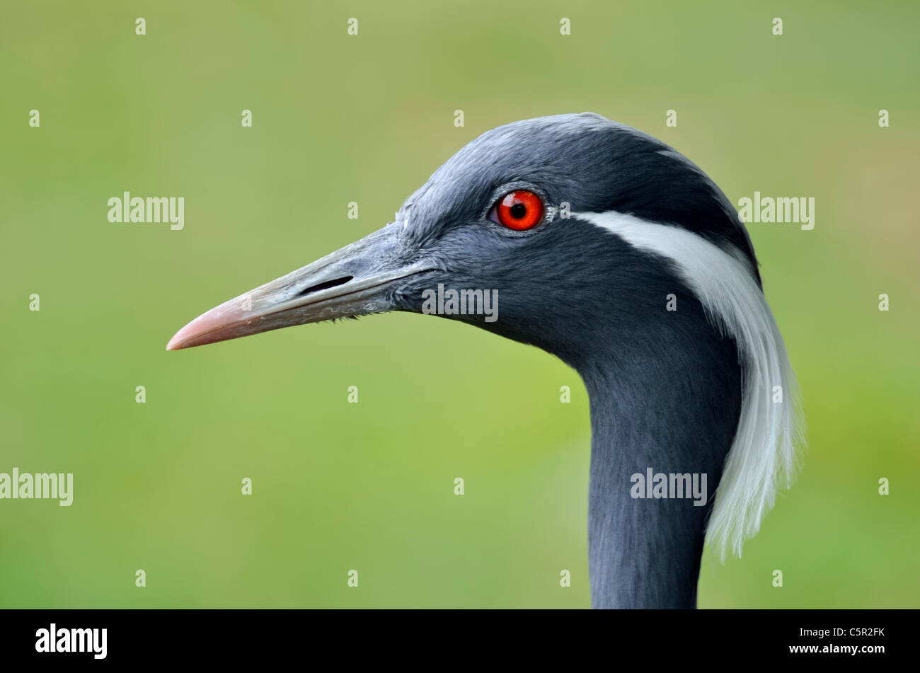 Crane eye hi-res stock photography and images - Alamy
