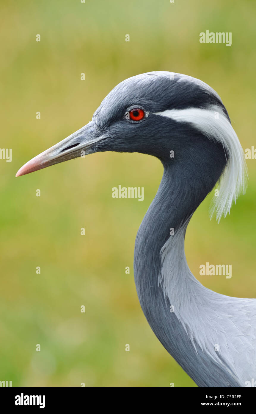 Black neck crane hi-res stock photography and images - Alamy