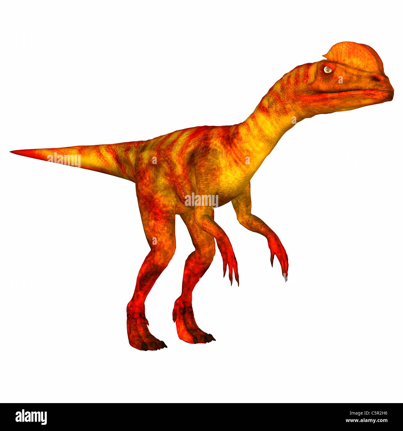 Illustration of a dinosaur (Dilophosaurus) isolated on a white ...