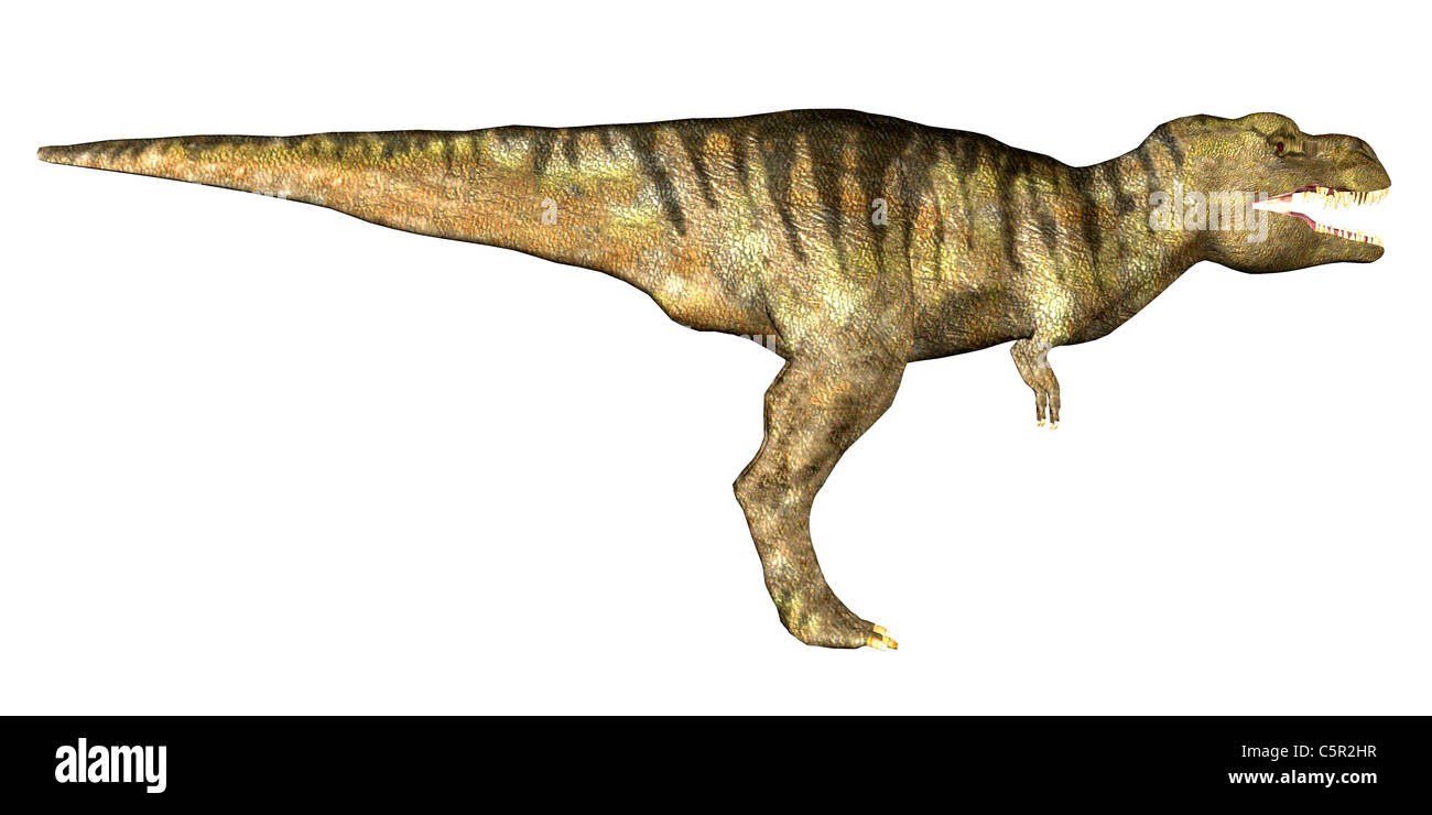 Illustration of a tyrannosaurus rex (t-rex) isolated on a white ...