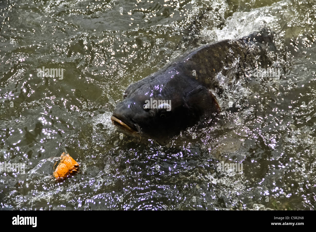 A hungry fully grown carp hunting bread in a natural lake close to ...