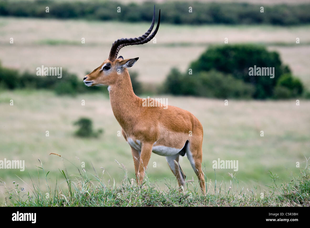 Puck in water hi-res stock photography and images - Alamy