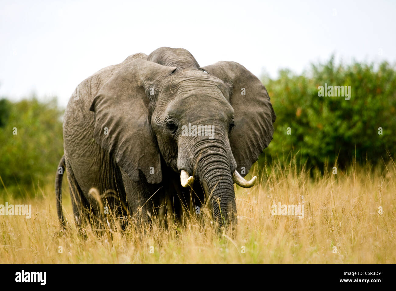 wild African elephant in Masai Mara NP, Kenya, East Africa during a ...