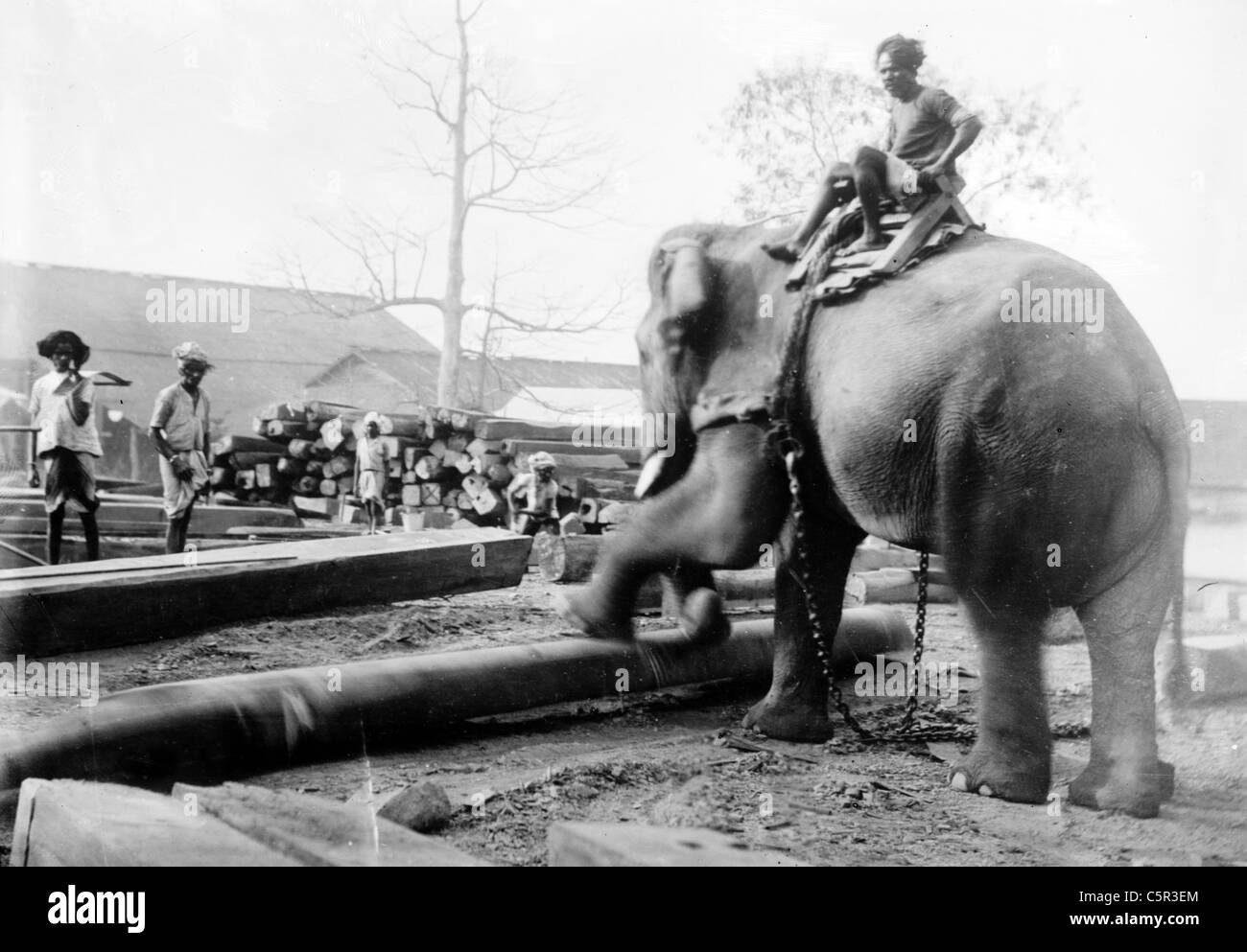 Elephant working, India Stock Photo, Royalty Free Image: 38001676 - Alamy
