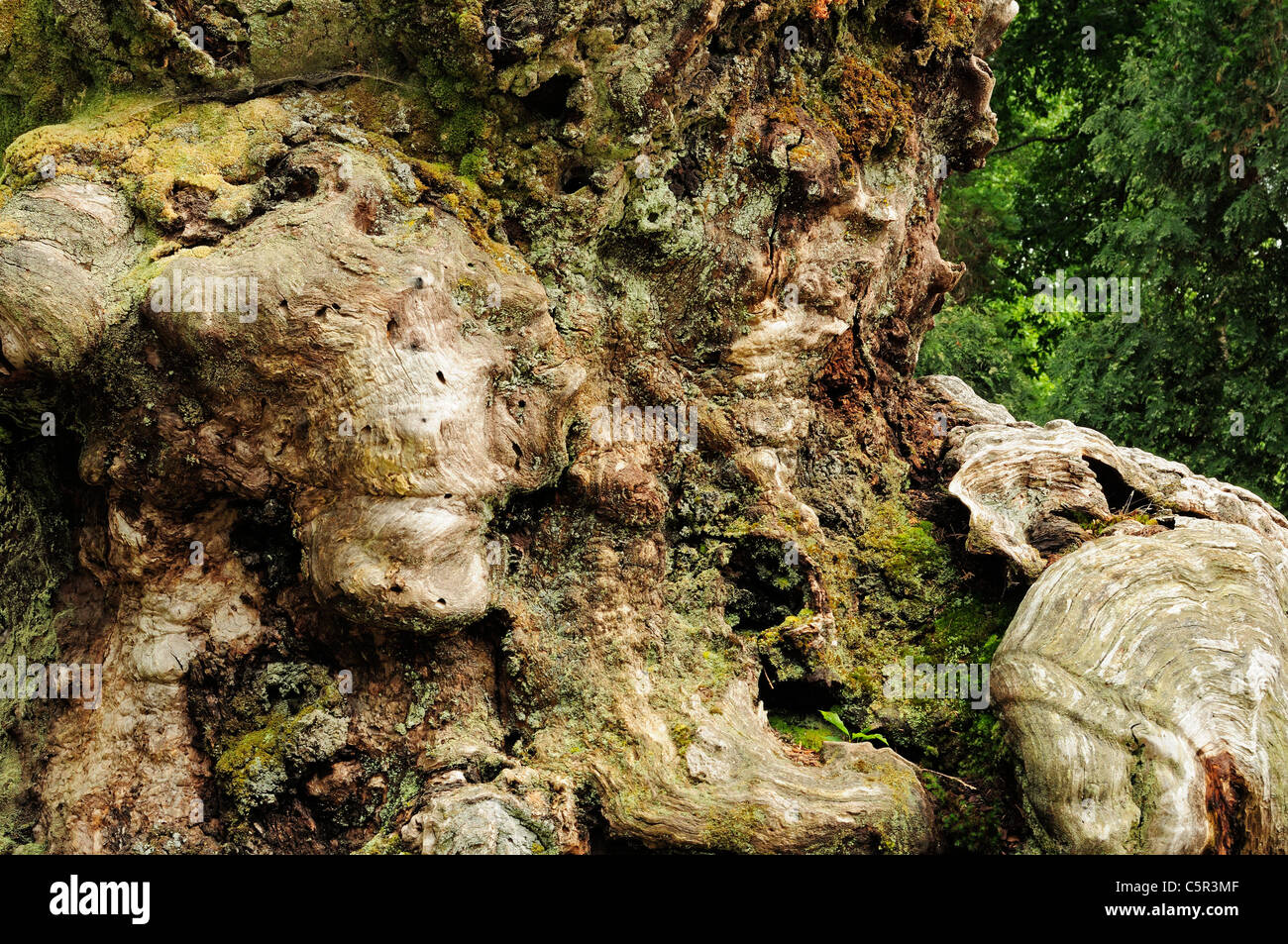 Tree rot hi-res stock photography and images - Alamy