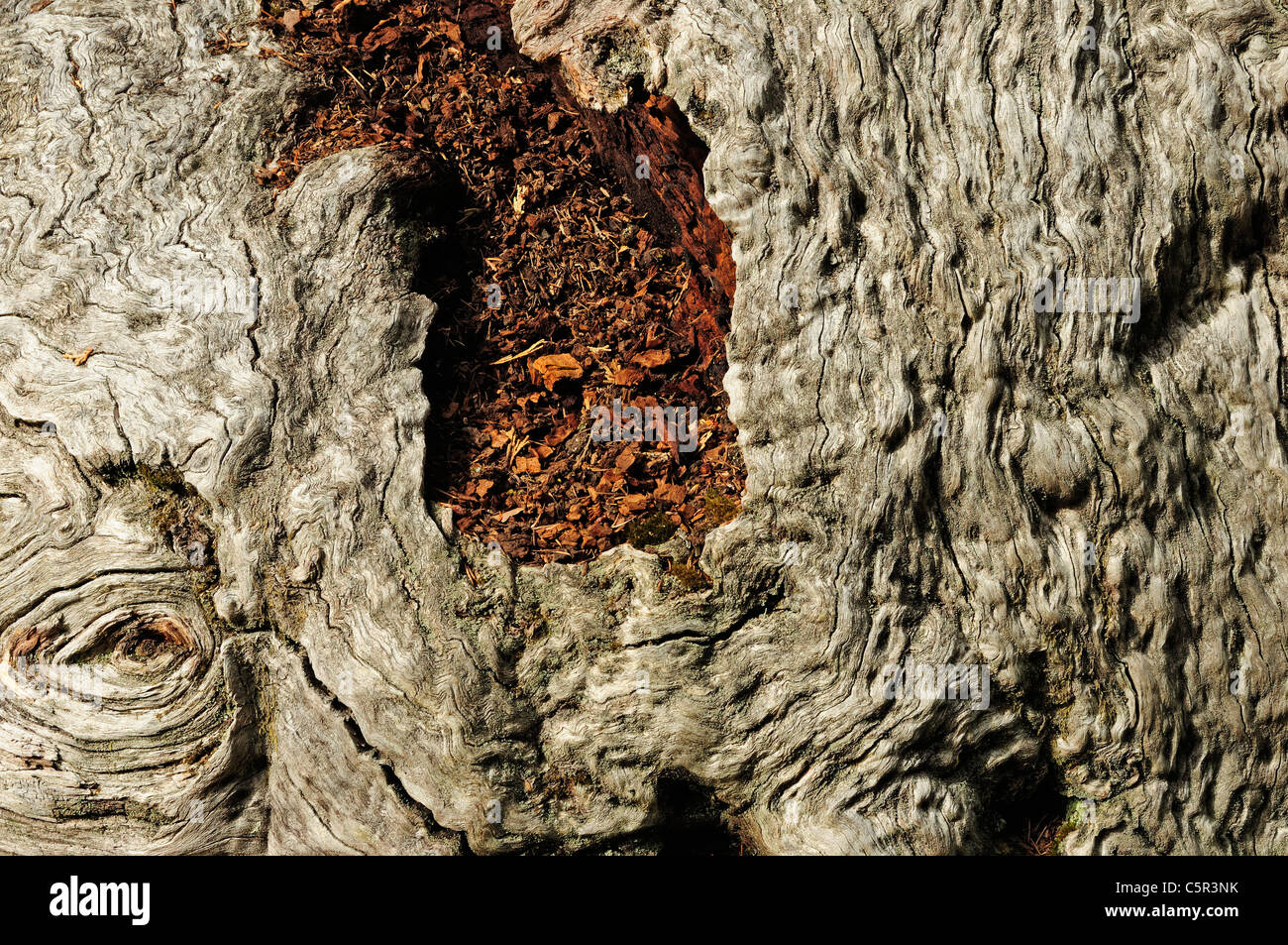 Decaying oak tree trunk (Quercus robur Stock Photo - Alamy